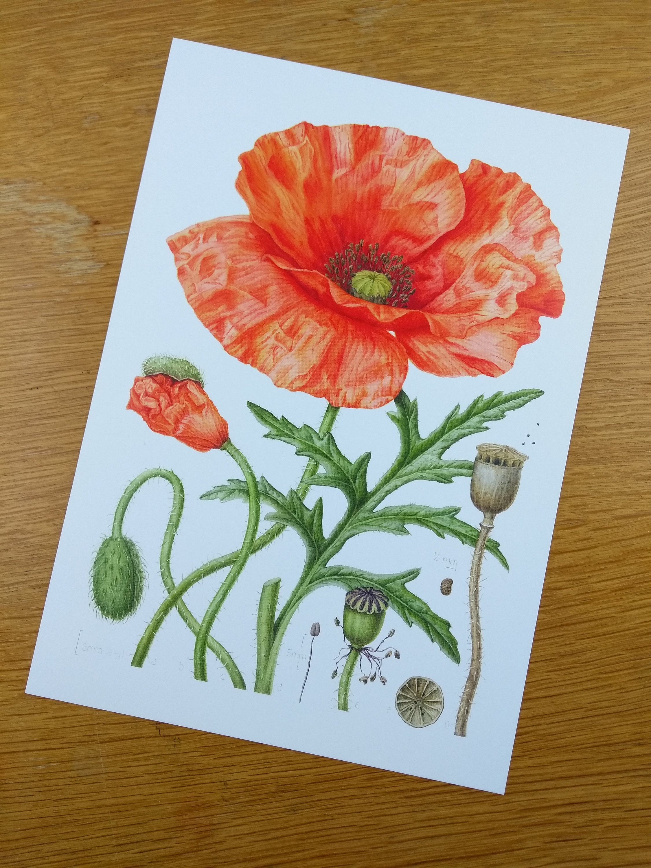 PRINT Common Poppy A Botanical Study - Etsy UK