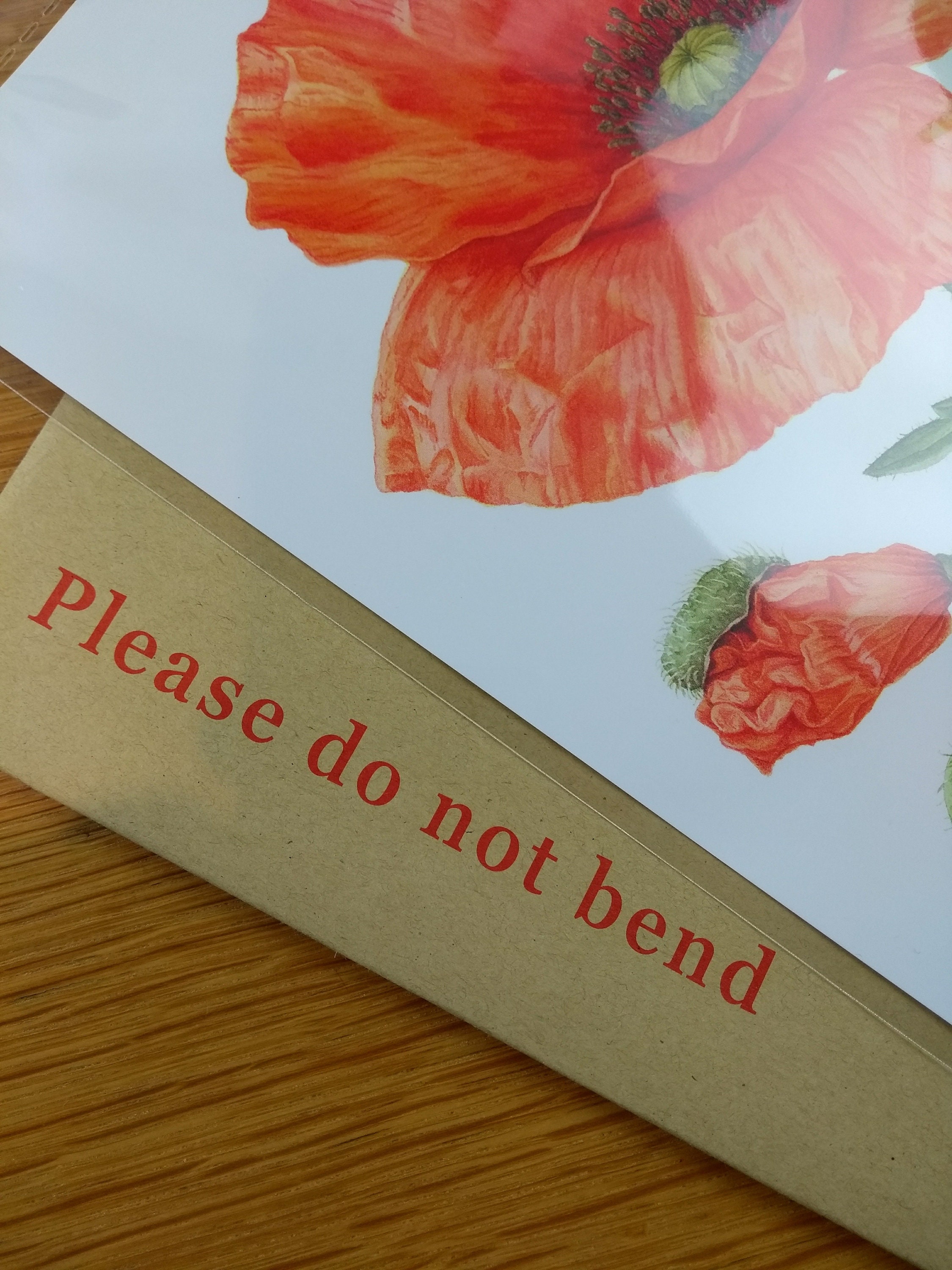 PRINT Common Poppy A Botanical Study - Etsy