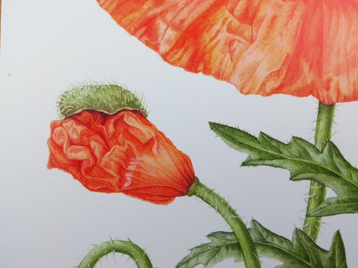 PRINT Common Poppy A Botanical Study - Etsy