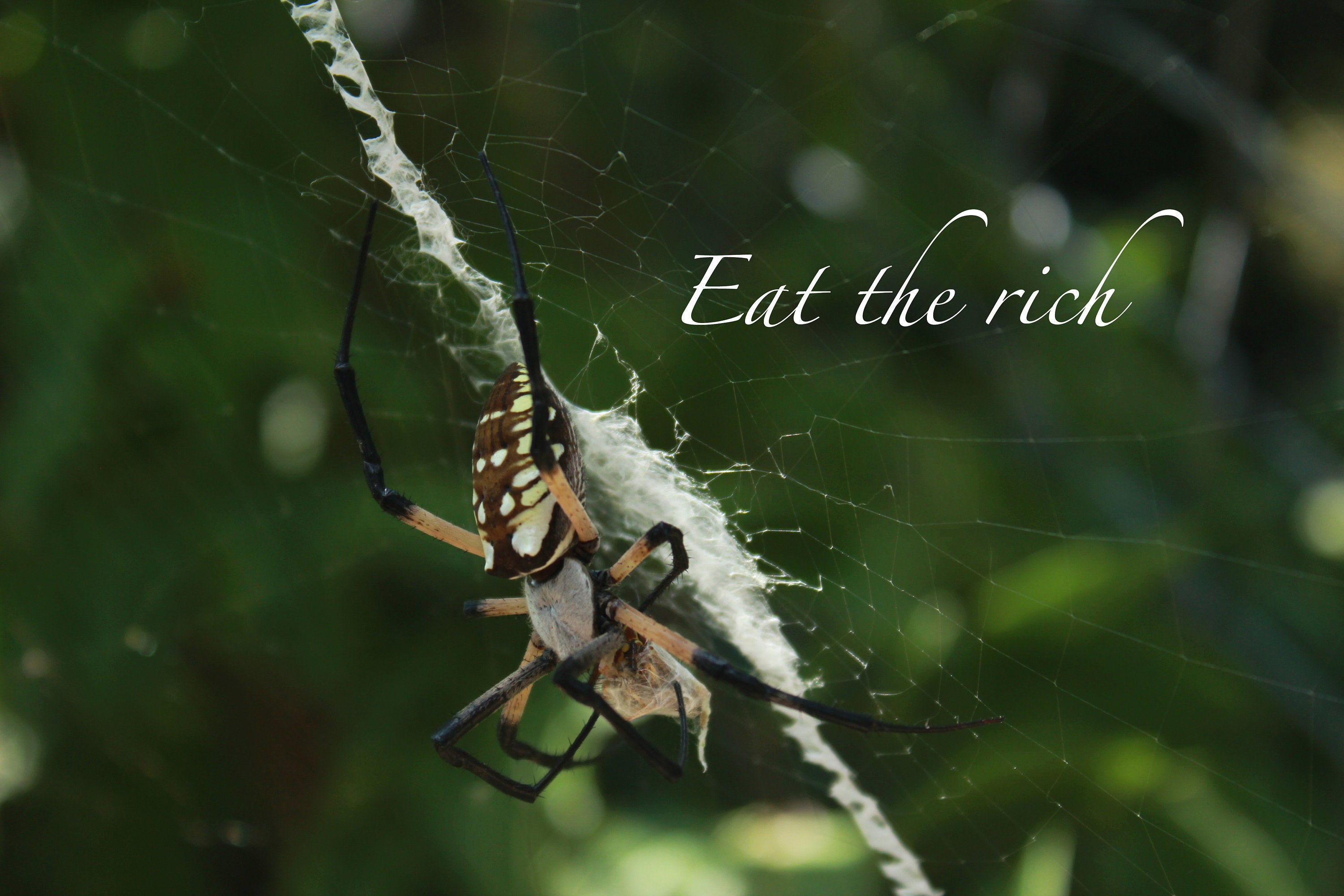 Eat the Rich Spider Decal / Vinyl Sticker argiope Spider | Etsy