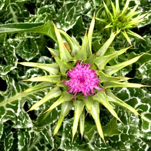 Organic Milk Thistle Seeds, 15+ Seeds, Silybum Marianum, Medicinal Herb ...