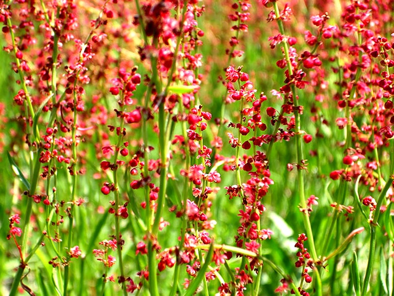 Organic Sheep Sorrel Seeds Rumex Acetosells 100 Seeds - Etsy