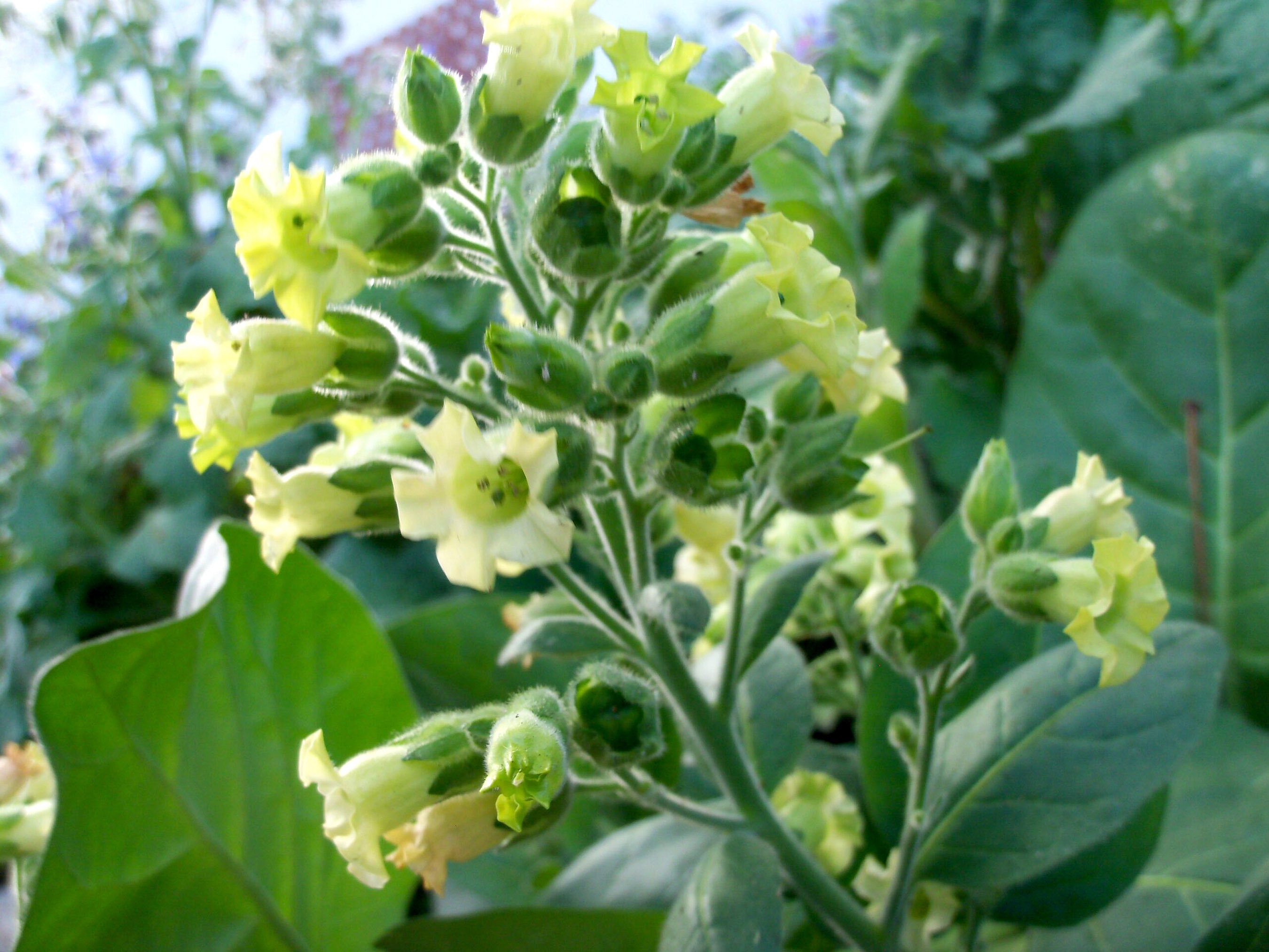 Organic Hopi Tobacco Seeds 100 Seeds Medicinal Herbs - Etsy