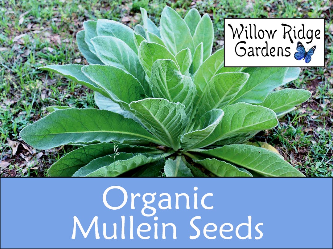 Organic Mullein Seeds, 100+ Seeds, Common Mullein, Verbascum Thapsus ...