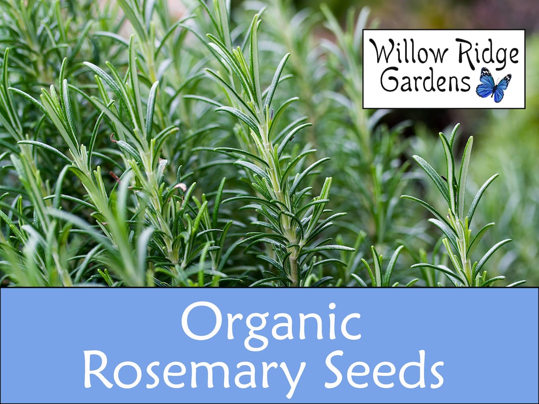 Organic Rosemary Seeds, 30+ Seeds, Rosemary Herb, Medicinal Herb Seeds ...
