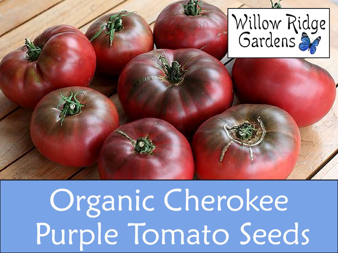 Organic Cherokee Purple Tomato Seeds, 25+, Heirloom Seeds, Non GMO ...