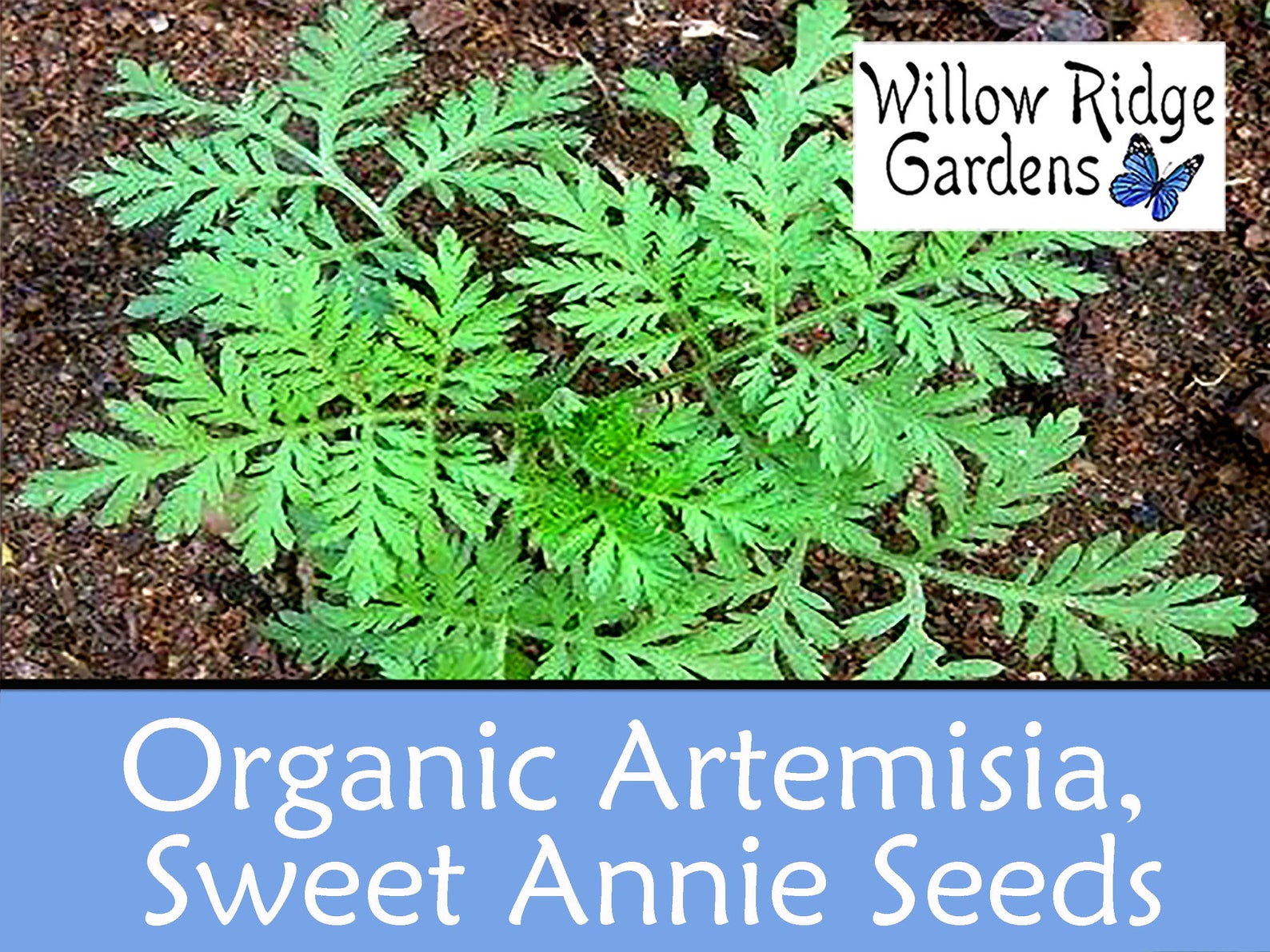 Organic Artemisia Annua Seeds, Sweet Annie Seeds, 300 Seeds, Wormwood ...