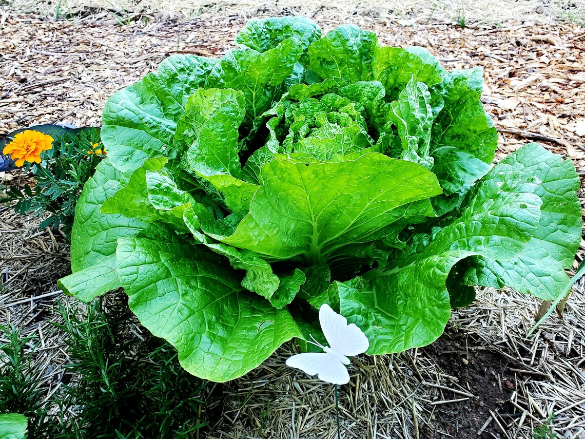 12 Cabbage Moth Decoy White Butterfly on Stake Cabbage Moth - Etsy
