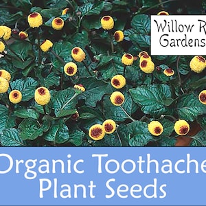Organic Toothache Plant Seeds, Spilanthes, Acmella Oleracea, 50 Seeds, Medicinal Herb Seeds ...