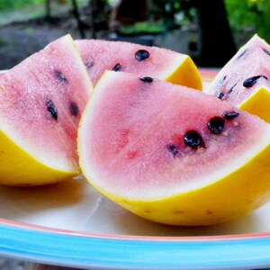 Organic Golden Midget Watermelon Seeds, 15+ Seeds, Organic Watermelon ...