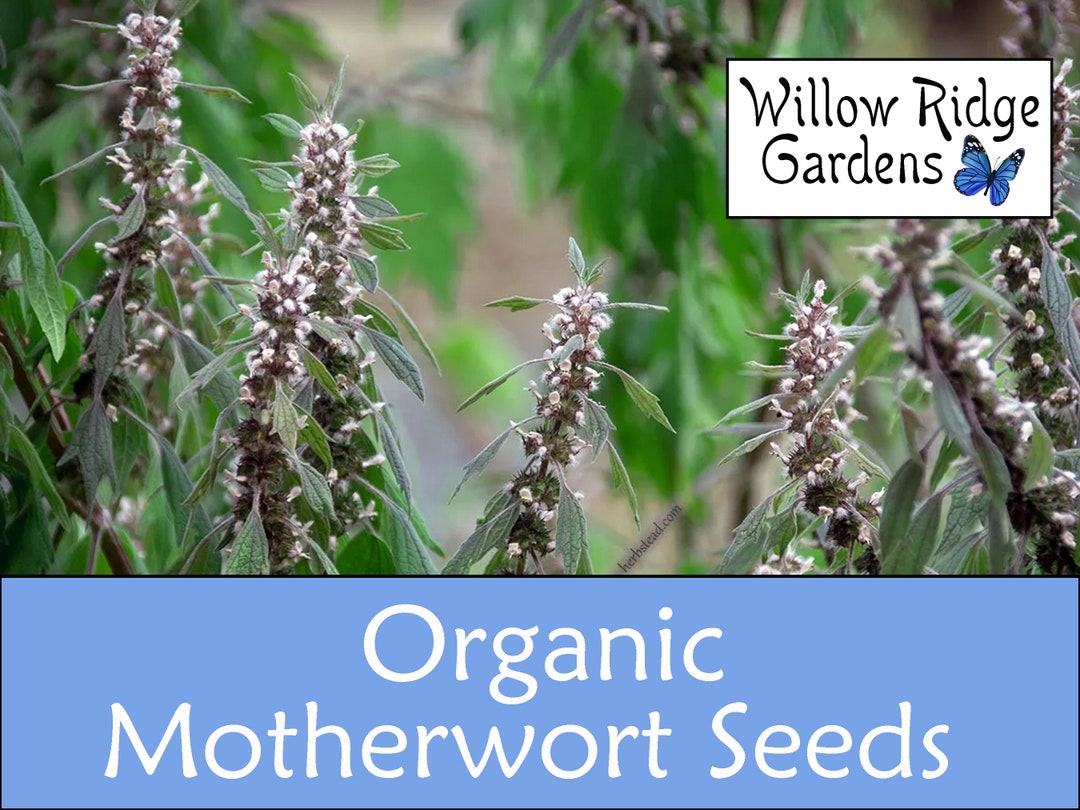 Organic Motherwort Seeds, 30+ Seeds, Medicinal Herb Seeds, Heirloom ...