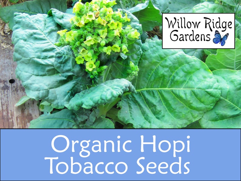 Organic Hopi Tobacco Seeds 100 Seeds Medicinal Herbs - Etsy