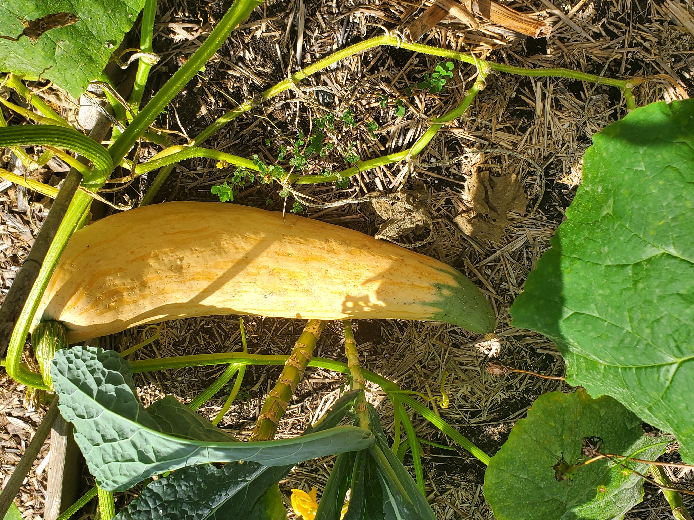 North Georgia Candy Roaster Squash Seeds, 10+ Seeds, Pesticide Free ...