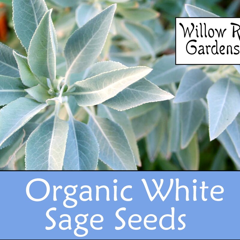 Sage - Etsy