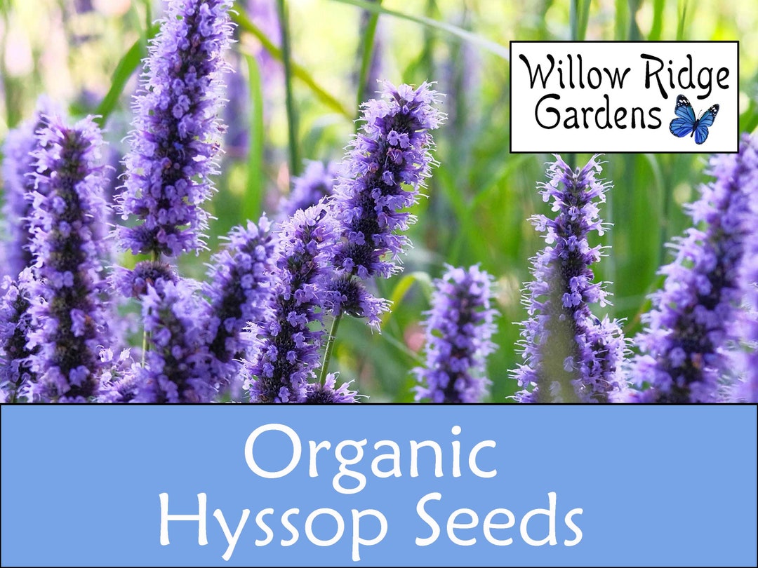Organic Hyssop Seeds, 25+ Seeds, Hyssopus Official, Medicinal Herbs ...