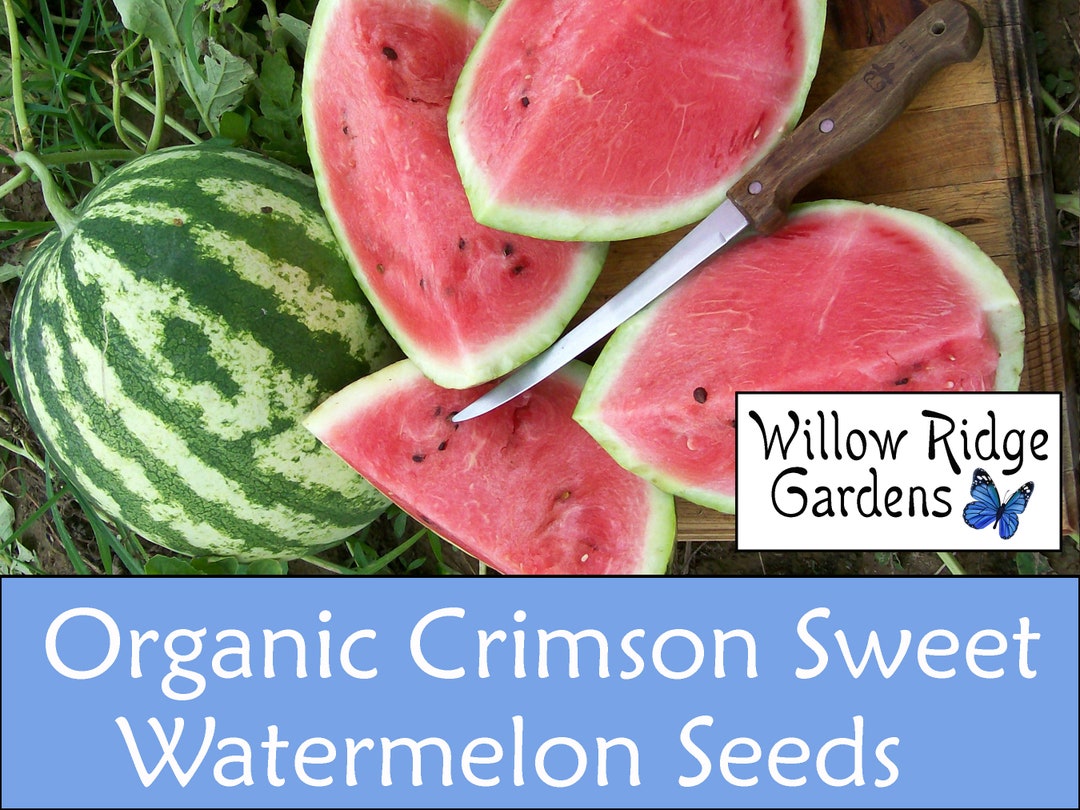 Organic Crimson Sweet Watermelon Seeds, 15+ Seeds, Organic Watermelon ...