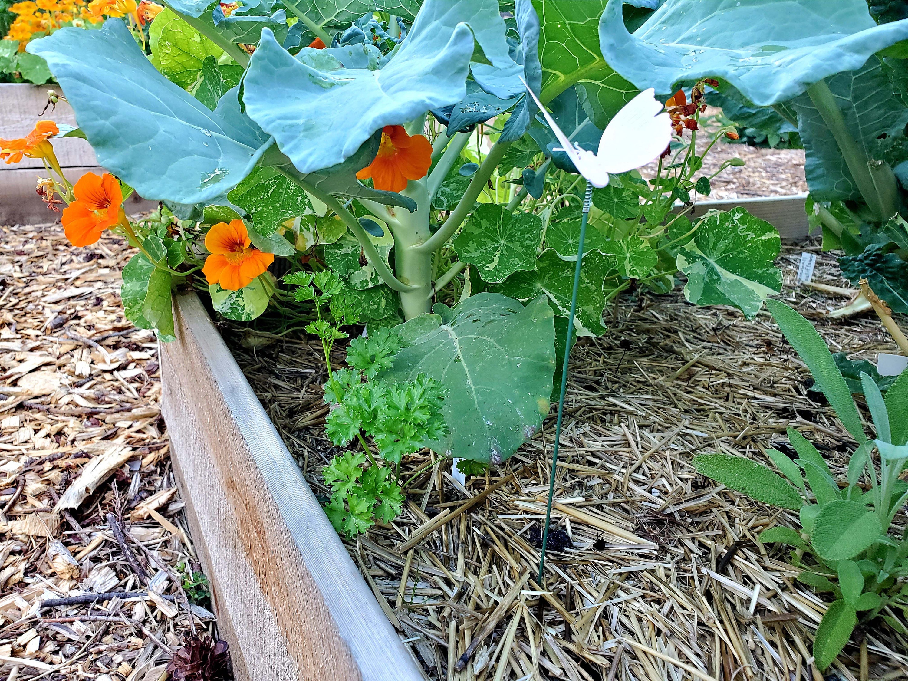 12 Cabbage Moth Decoy, White Butterfly on Stake, Cabbage Moth Decoys - Etsy