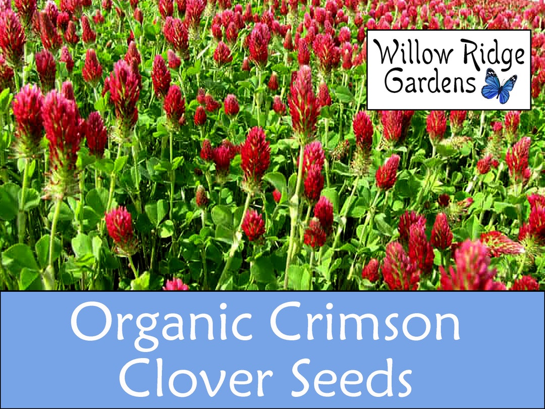 Organic Crimson Clover Seeds, 300+ Seeds, Medicinal Herb Seeds ...
