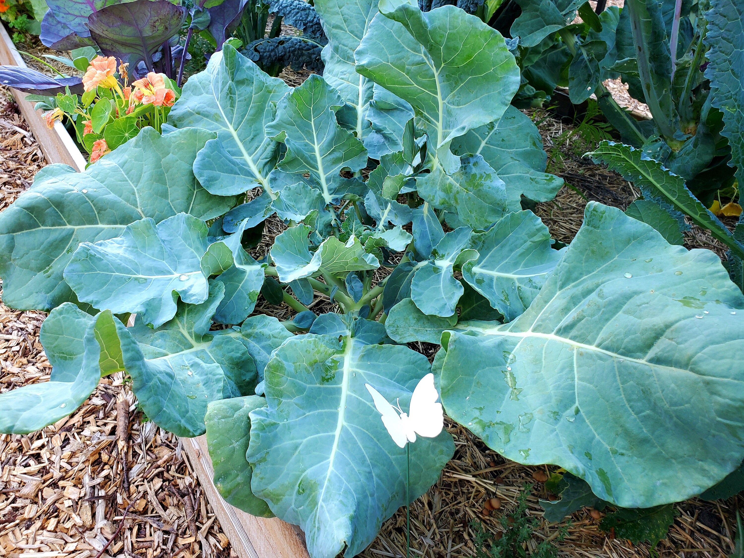 12 Cabbage Moth Decoy, White Butterfly on Stake, Cabbage Moth Decoys - Etsy