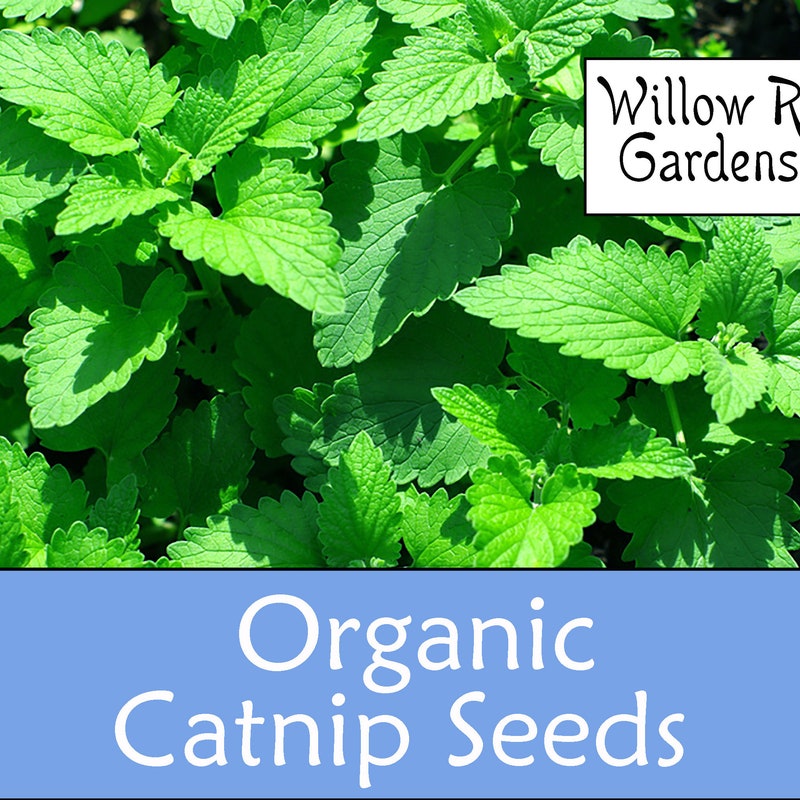 Catnip Seeds - Etsy