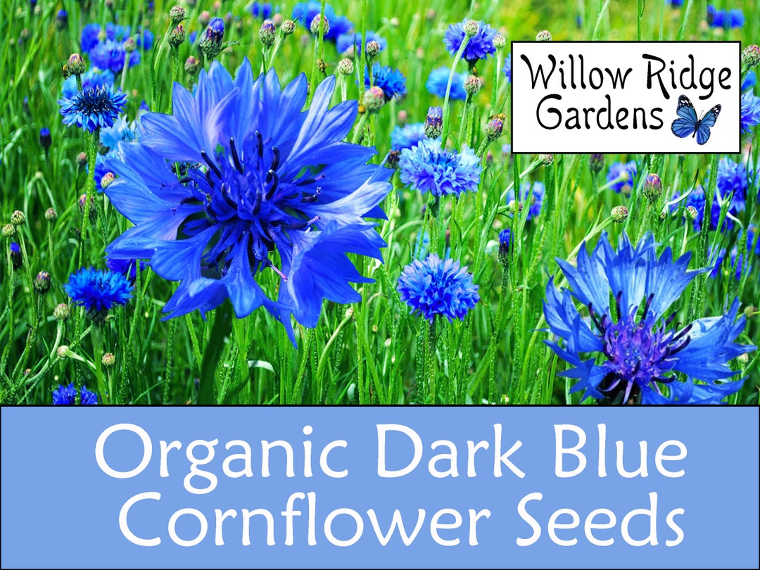 Organic Dark Blue Cornflower Seeds, Bachleor's Button, 30+ Seeds ...