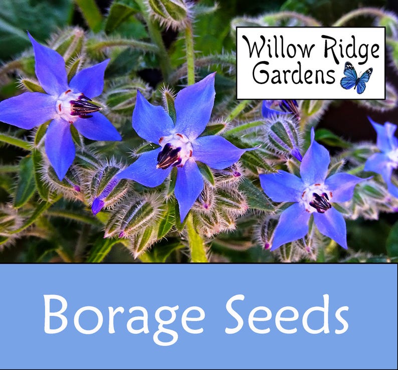 Borage Seeds, Sourced From Certified Grower, 30 Seeds, Medicinal Herbs ...