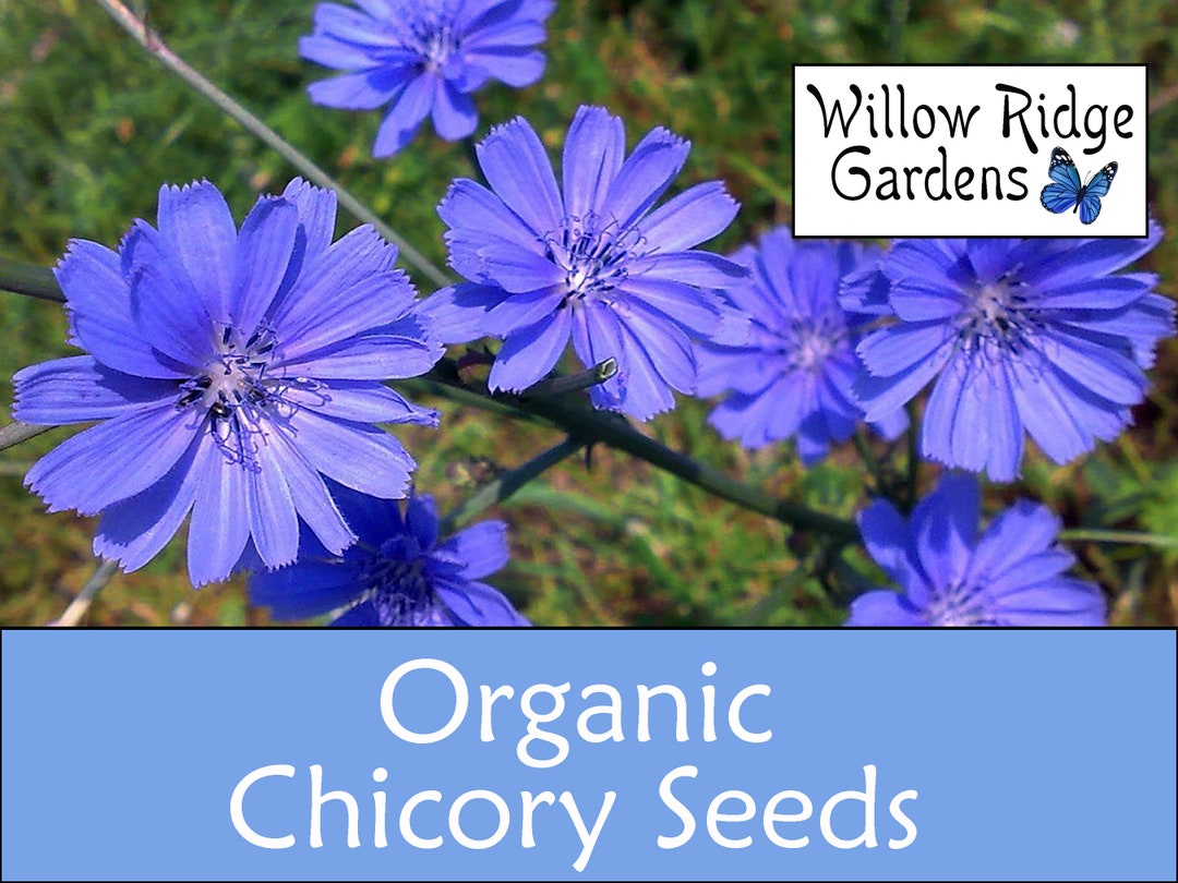 Organic Chicory Seeds, 300+ Seeds, Forage Chicory, Medicinal Herb Seeds ...