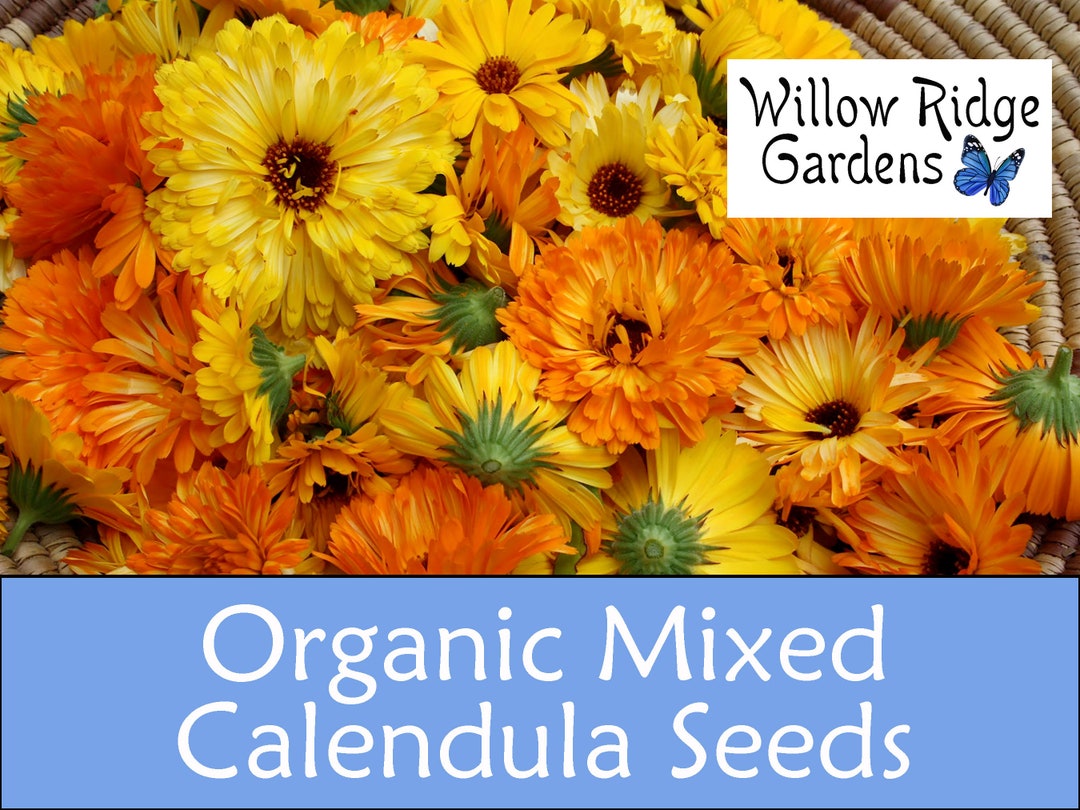 Organic Calendula Mix Seeds, 30+ Seeds, Pot Marigold, Medicinal Herbs ...
