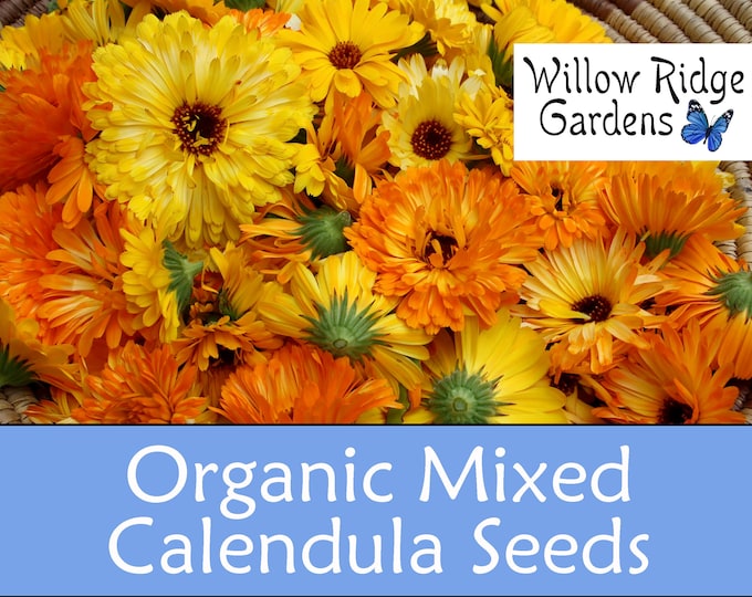 Calendula Touch of Red Buff Seeds - Etsy