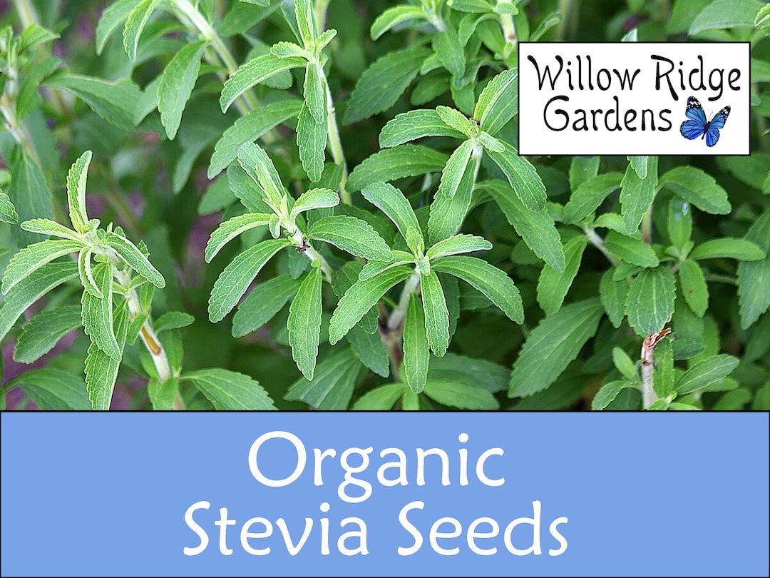 Organic Stevia Seeds, 15 Seeds, Medicinal Herb Seeds, Heirloom, Organic ...
