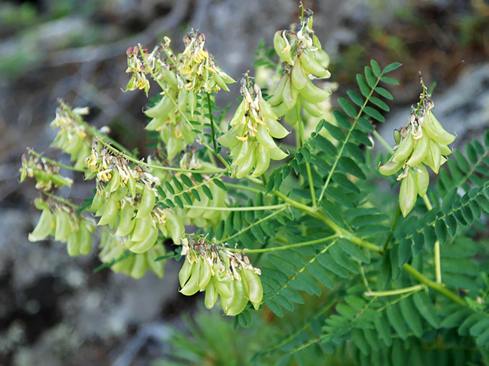 Organic Astragalus Seeds, 20+ Seeds, Membranaceus, Medicinal Herb Seeds ...