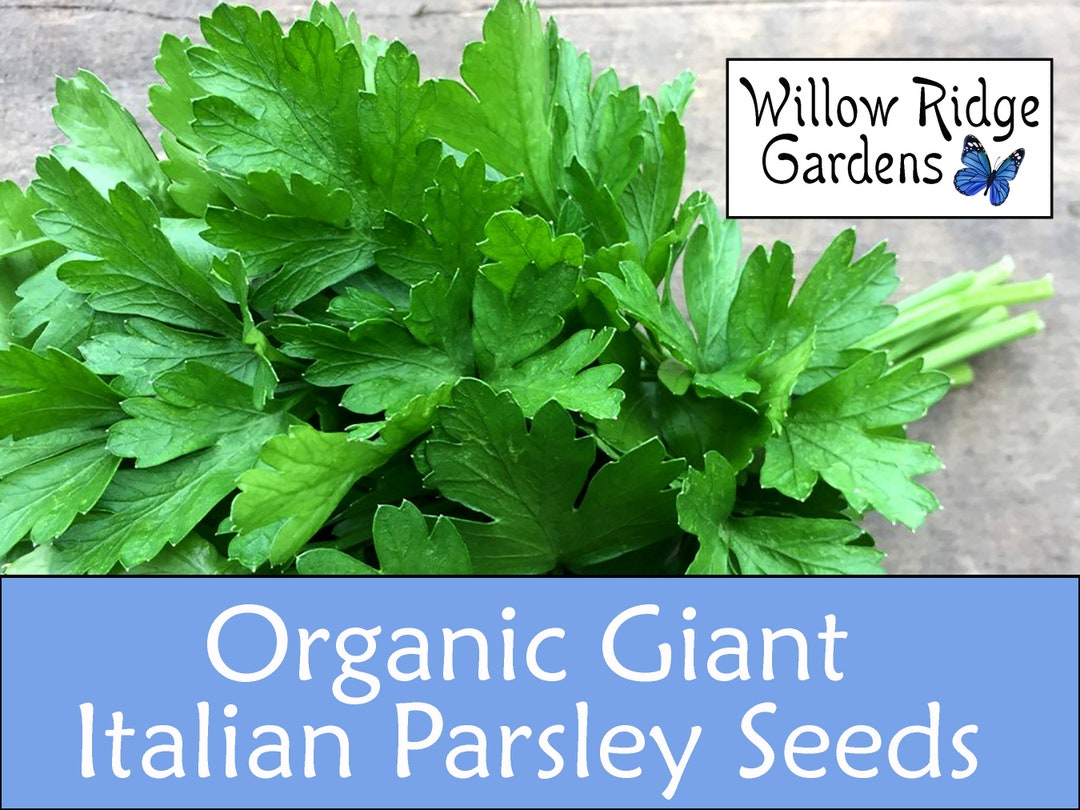 Organic Giant Italian Parsley Seeds, 30+ Seeds, Parsley Herb, Medicinal ...