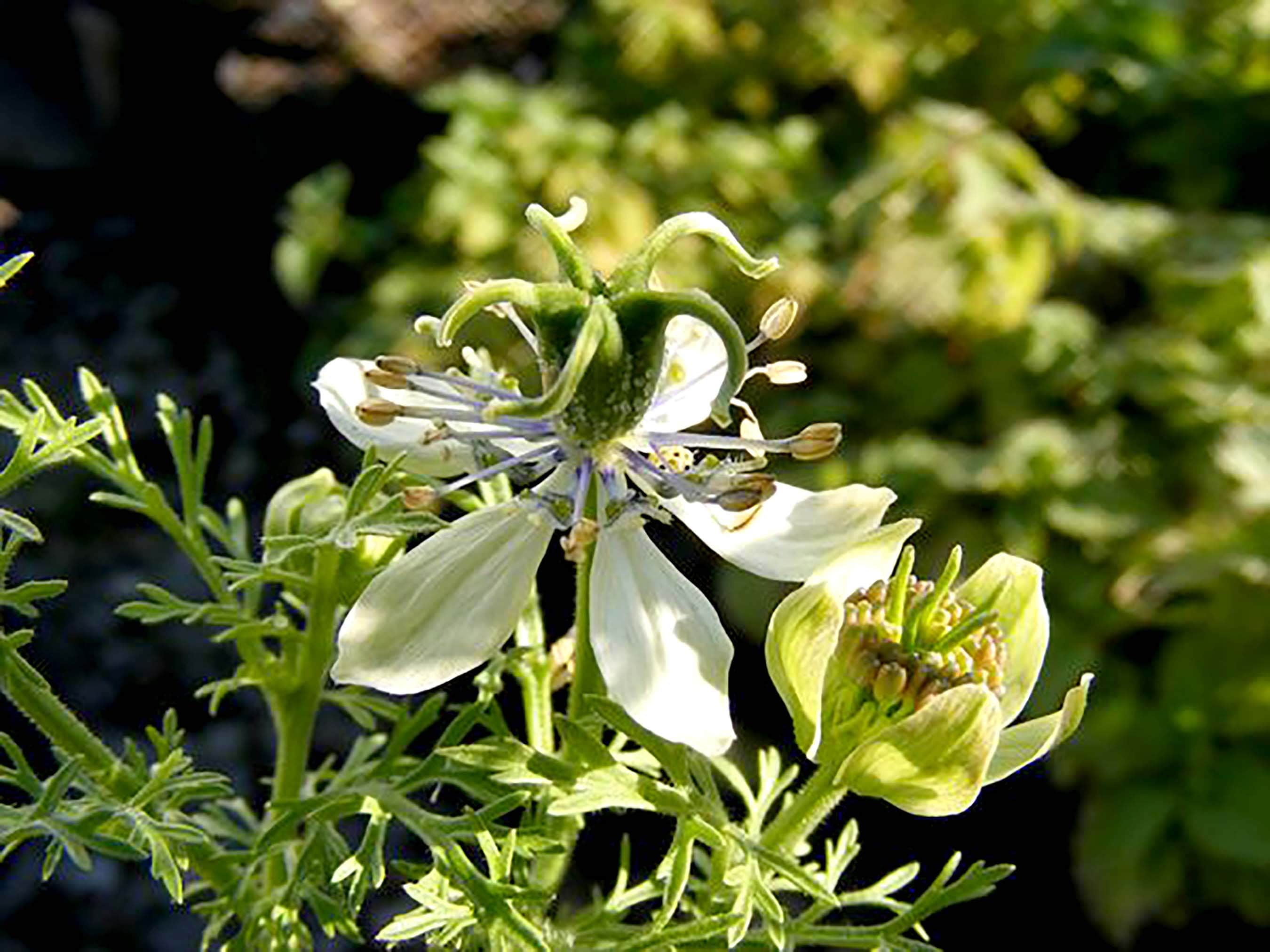 Organic Black Cumin Seeds, Nigella Sativa, Black Seed, 50+ Seeds ...