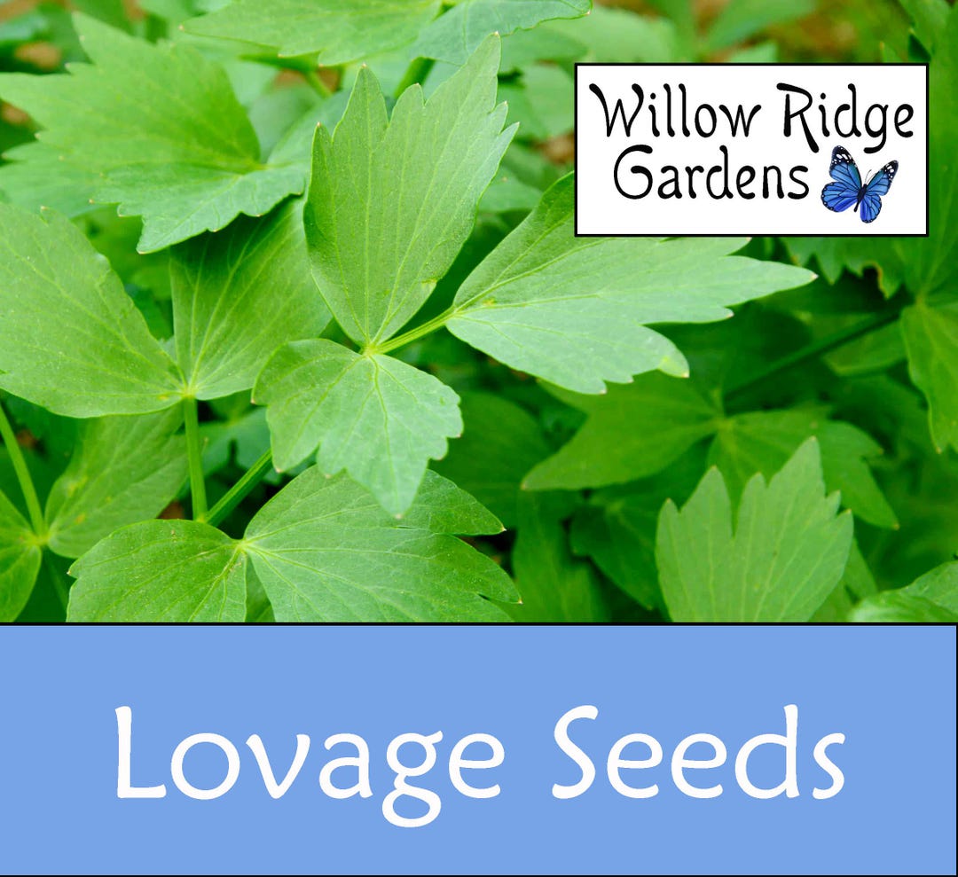 Lovage Seeds, Sourced From Certified Grower, 15+ Seeds, Medicinal Herbs ...