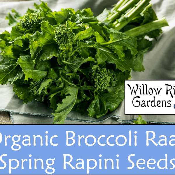 Broccoli Seeds - Etsy