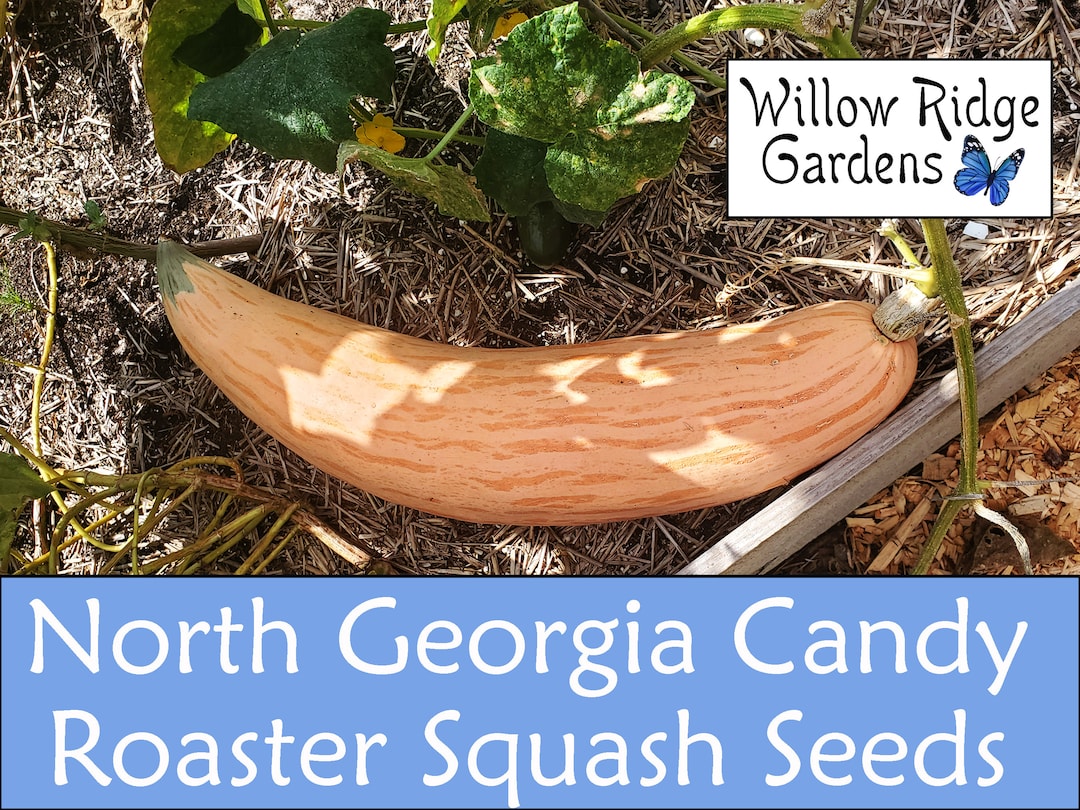 North Georgia Candy Roaster Squash Seeds, 10+ Seeds, Organically Grown ...