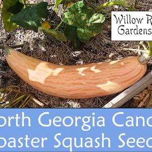 North Georgia Candy Roaster Squash Seeds, 10+ Seeds, Organically Grown ...