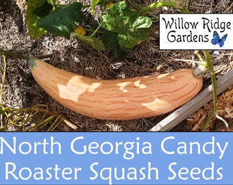 North Georgia Candy Roaster Squash, Cucurbita Maxima, 10 Seeds, Sweet ...