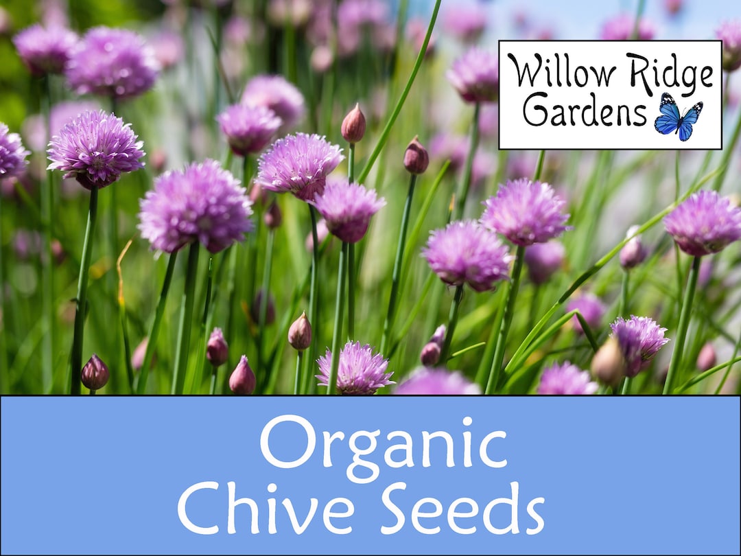 Organic Chive Seeds, 30+ Seeds, Chives Herb, Medicinal Herb Seeds ...