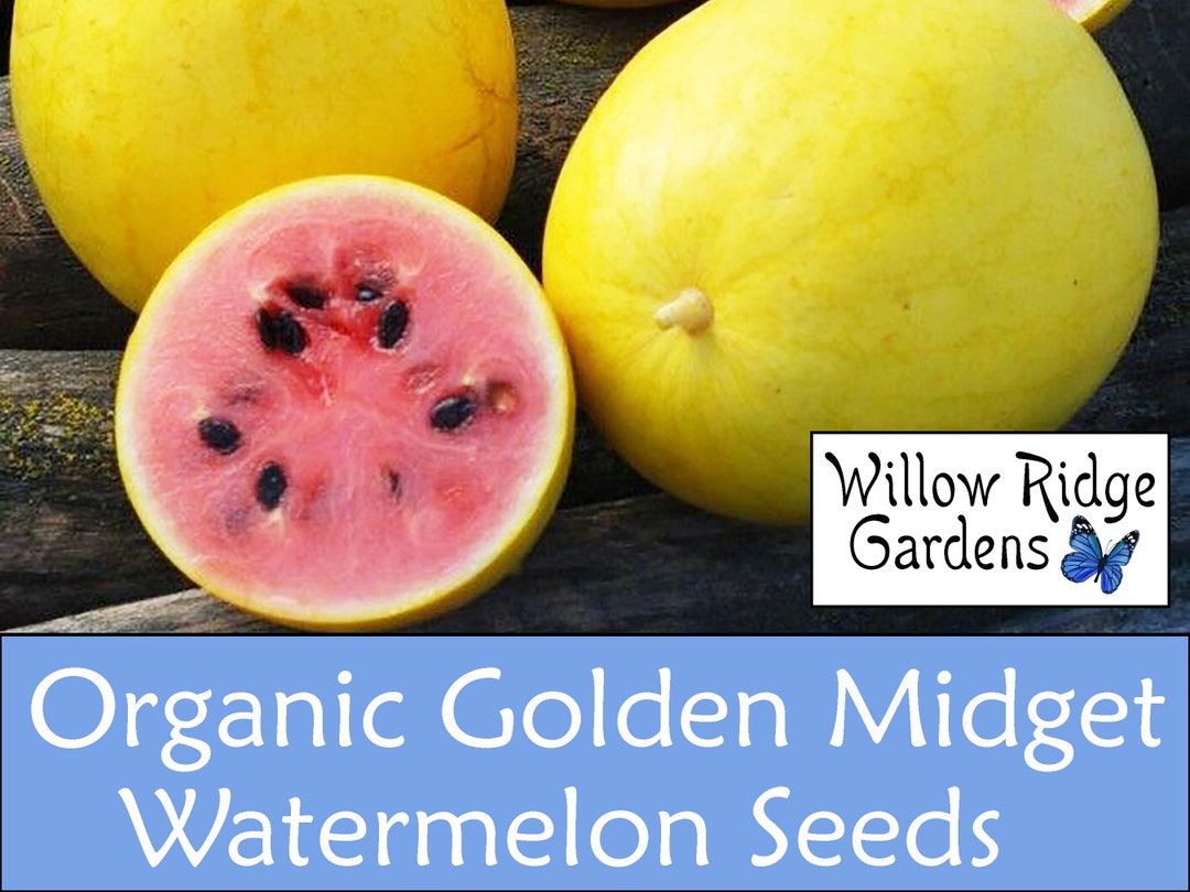 Organic Golden Midget Watermelon Seeds, 15+ Seeds, Organic Watermelon ...