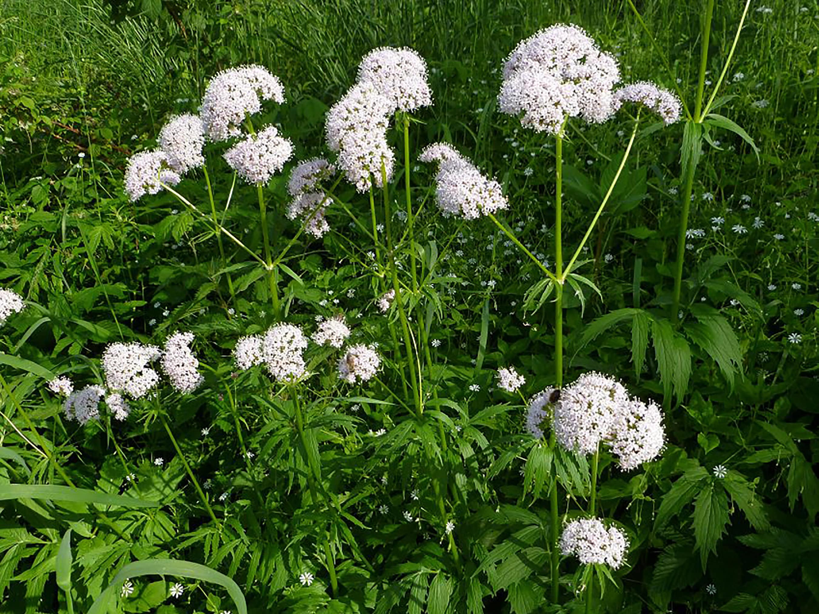 Organic Valerian Seeds 50 Seeds Medicinal Herbs Valerian | Etsy