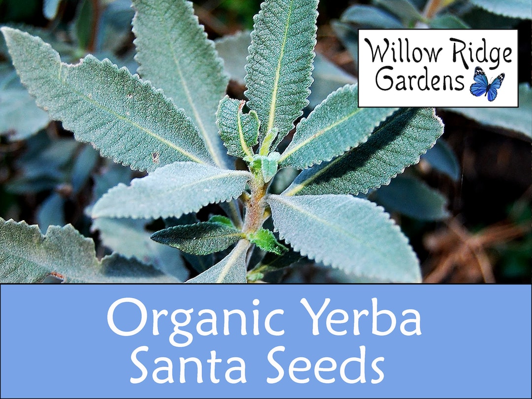 Organic Yerba Santa Seeds, 30 Seeds, Medicinal Herb Seeds, Heirloom ...