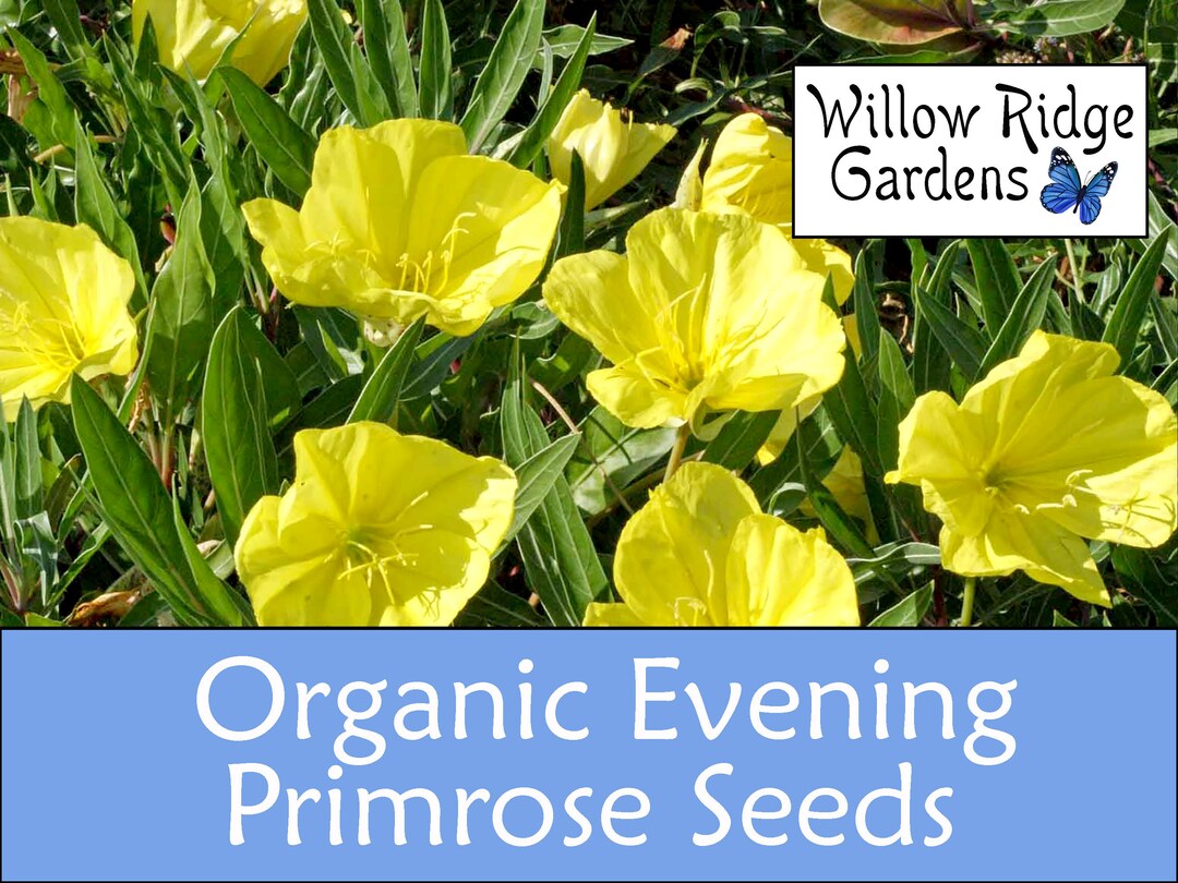 Organic Evening Primrose Seeds, 100+ Seeds, Medicinal Herbs, Heirloom ...