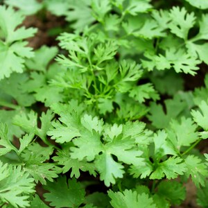 Slow-bolt Cilantro Seeds, 20+ Seeds, Sourced From Certified Grower ...