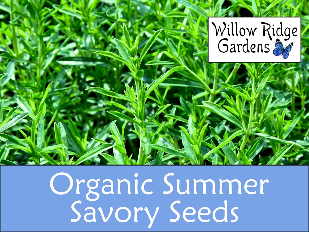 Organic Summer Savory Seeds, 50+ Seeds, Medicinal Herbs, Heirloom Seeds ...