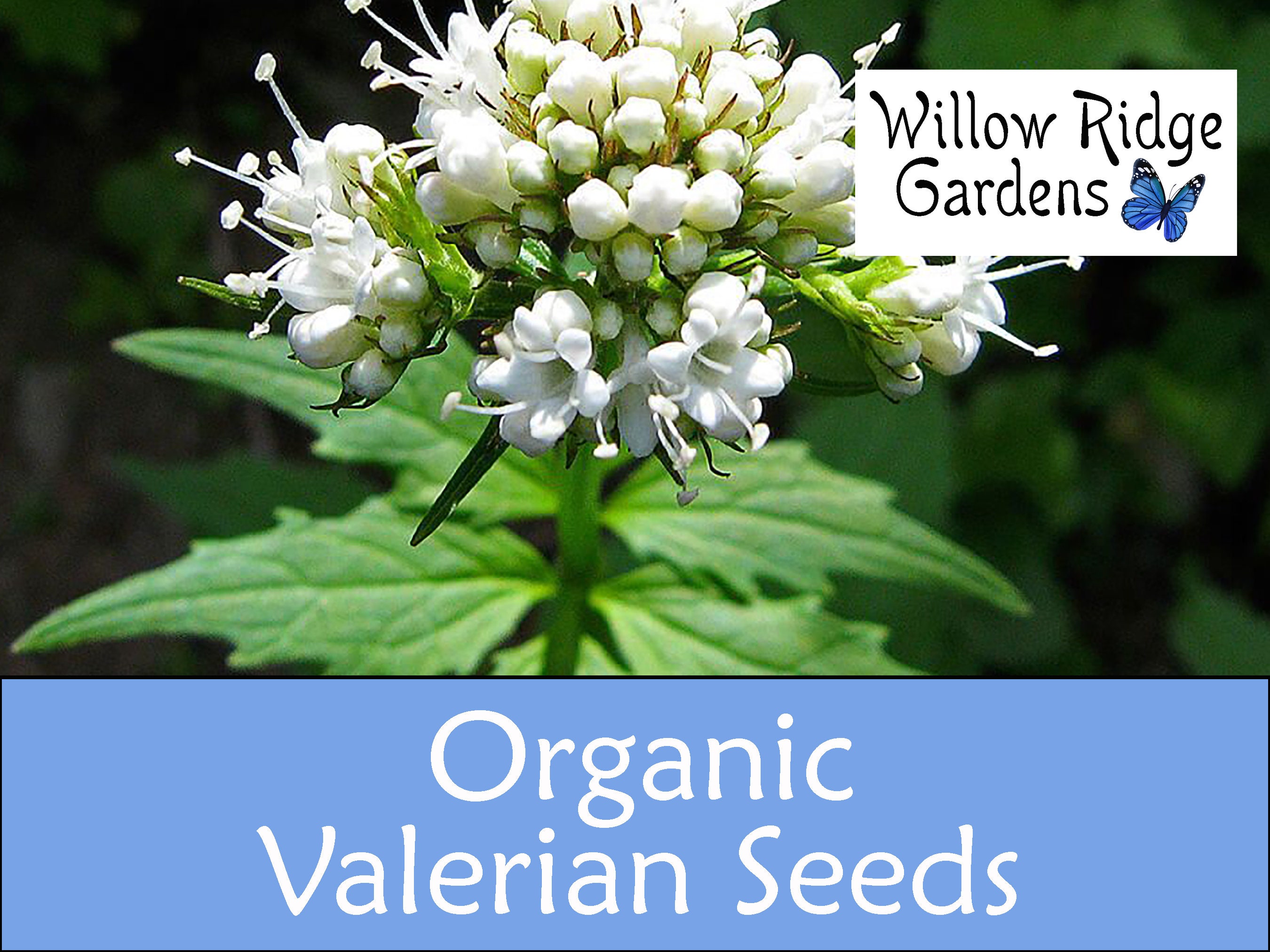 Organic Valerian Seeds 50 Seeds Medicinal Herbs Valerian | Etsy