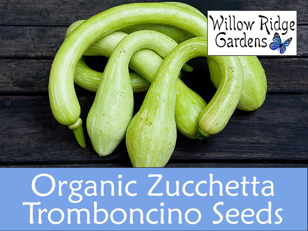 Organic Tromboncino Seeds, 10+ Seeds, Rampicante, Zucchini, Squash ...