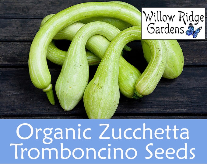Tromboncino Rampicante Huge Italian Heirloom Zucchini Squash Vegetable ...