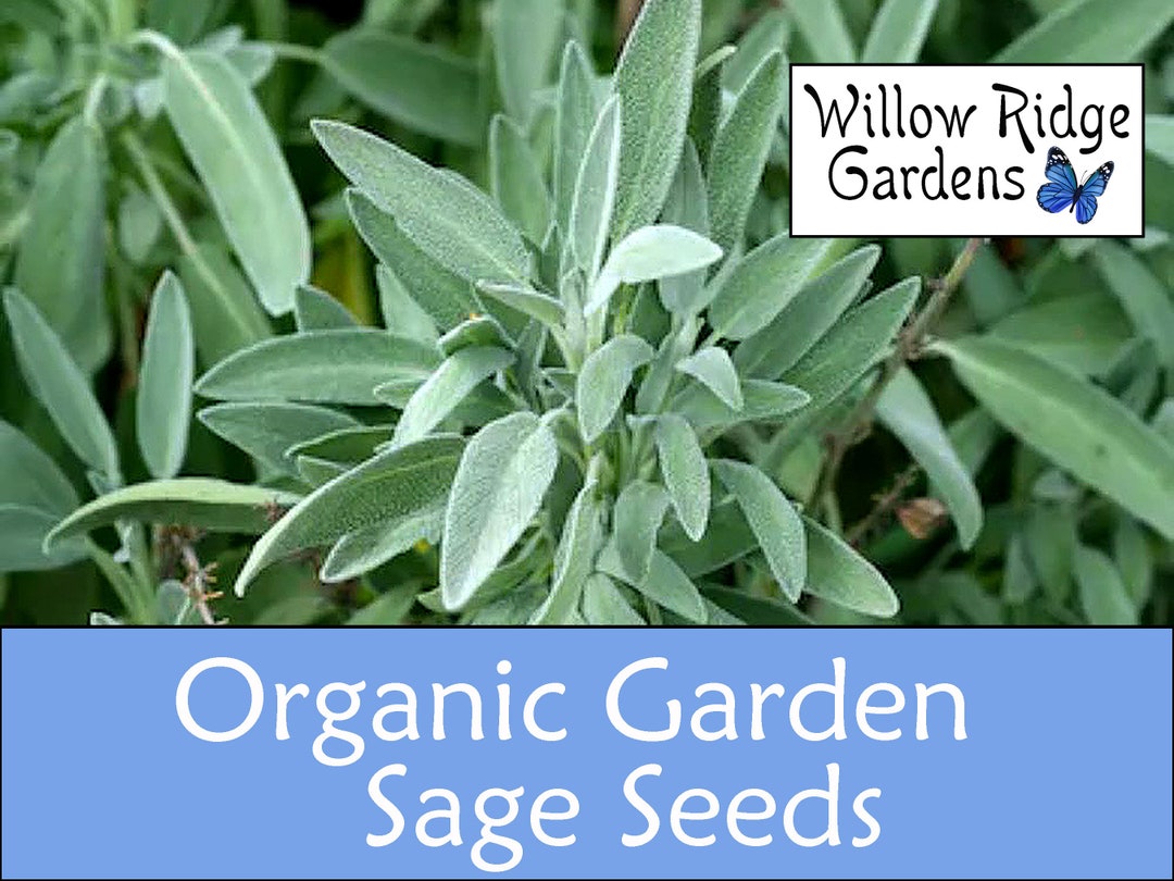 Organic Sage Seeds, Garden Sage, 30+ Seeds, Medicinal Herb Seeds ...