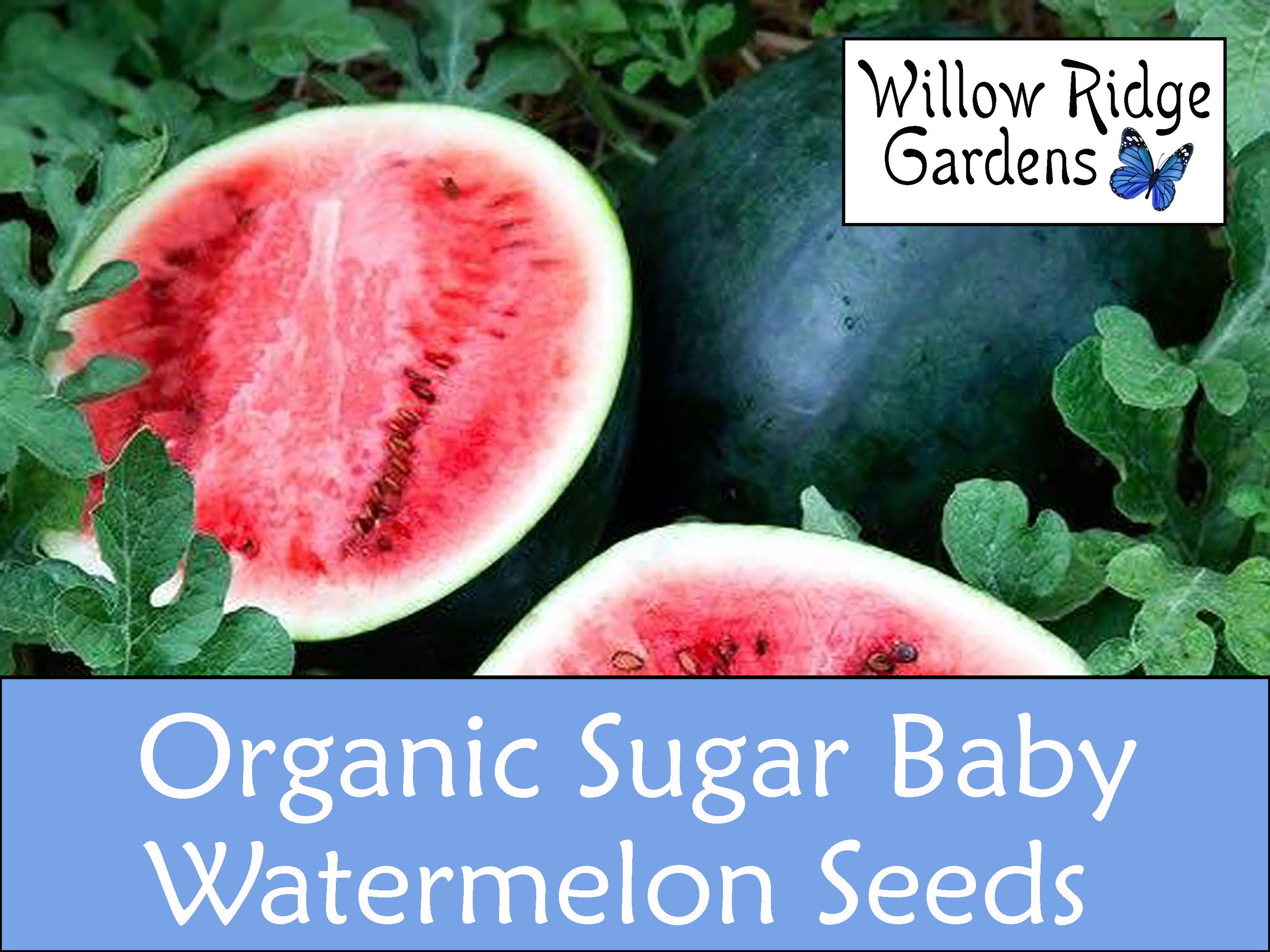 Organic Sugar Baby Watermelon Plant